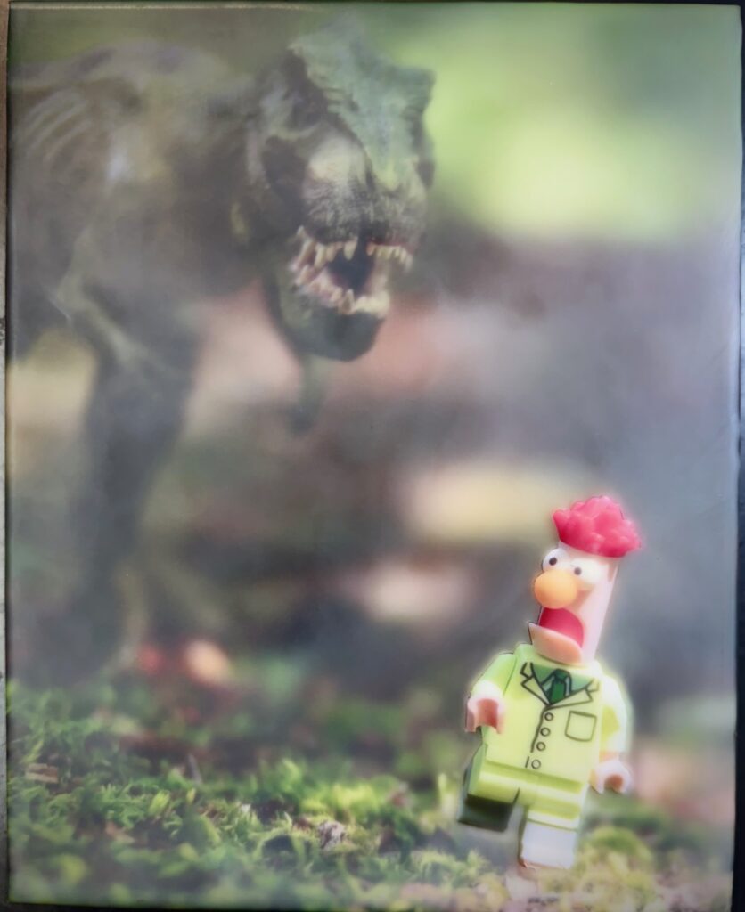 Meep! Meep! - Shelly Corbett Photography